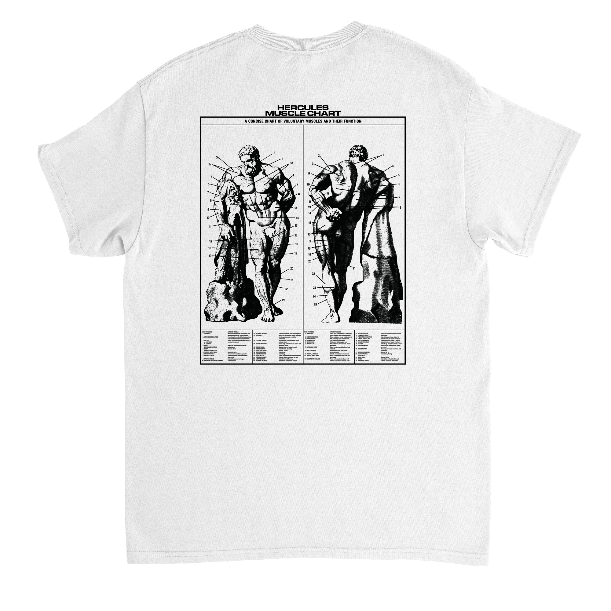 hercules muscle chart | Everpress